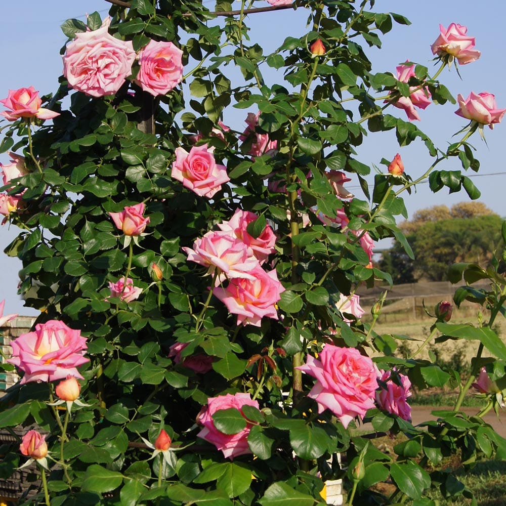 Rhodes Rose Garden – Rhodes Village Heritage Area