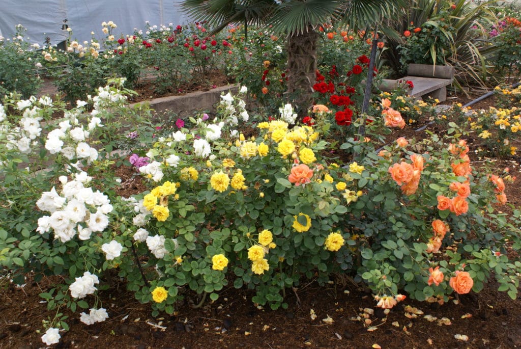 Remembrance Flowers And Plants | Best Flower Site